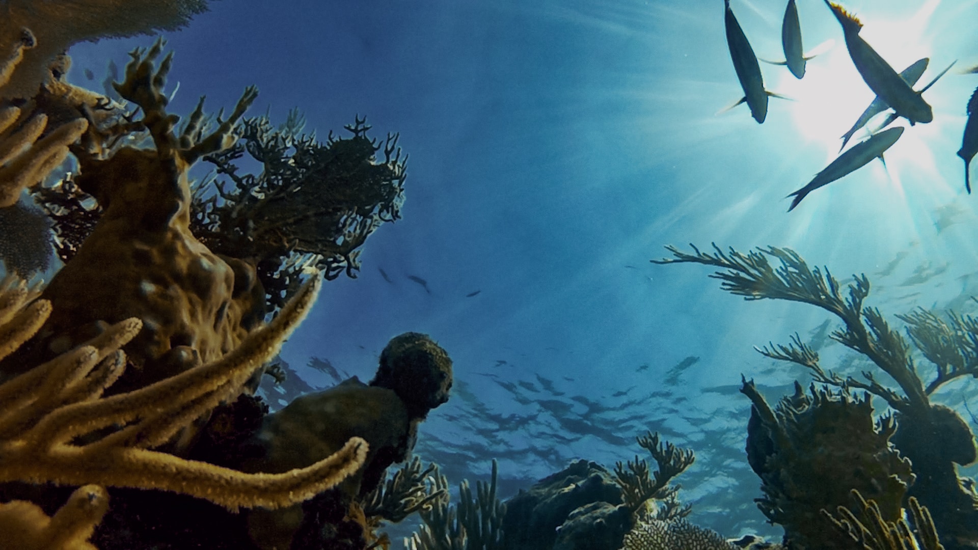 Oceanic Preservation Society | GoPro